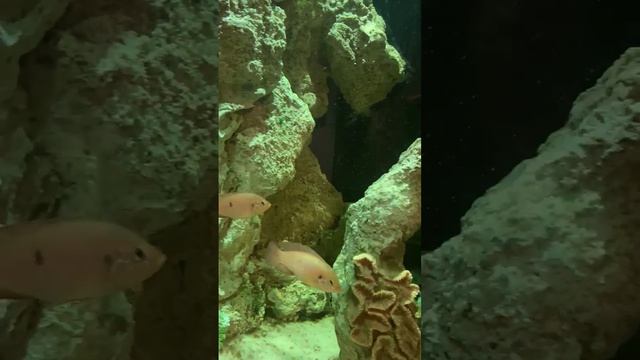 Релакс рыбки и музыка #релакс видео #аквариум #рыбки