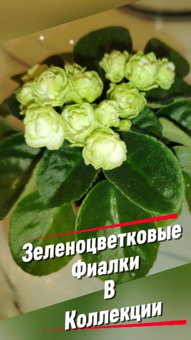 Зелёноцветковые сорта фиалок. Какие они?