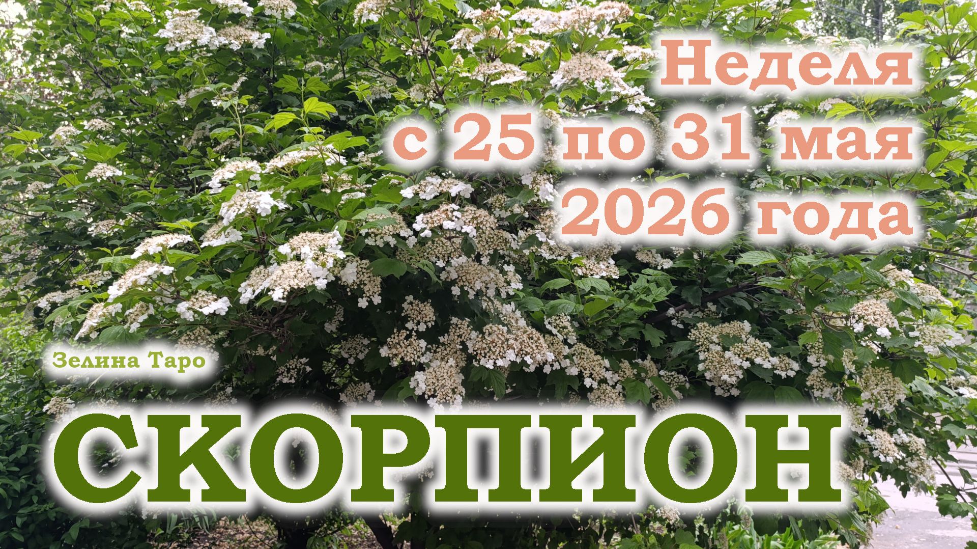 СКОРПИОН | ТАРО прогноз на неделю с 25 по 31 мая 2026 года