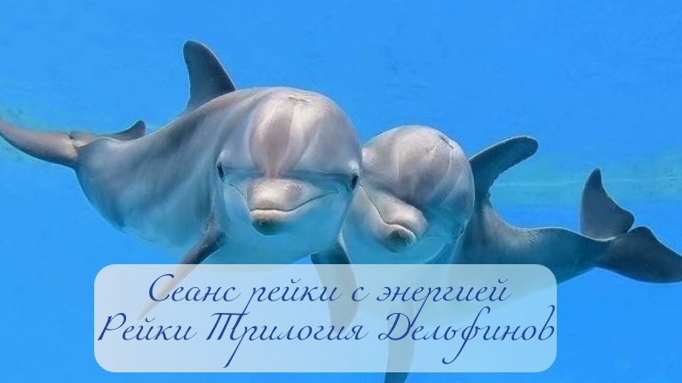 сеанс для исцеления с Дельфинами