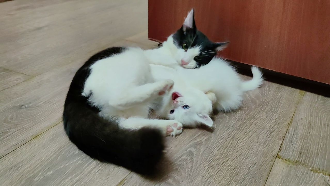 Драки или игры котят. как это понять. Забавные котята.