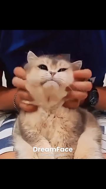 Милое видео ОПИСАНИЕ