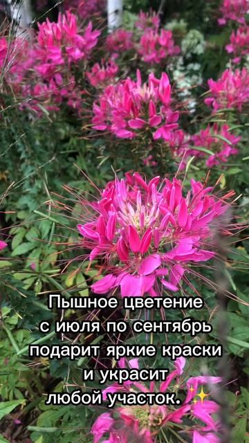 Клеома