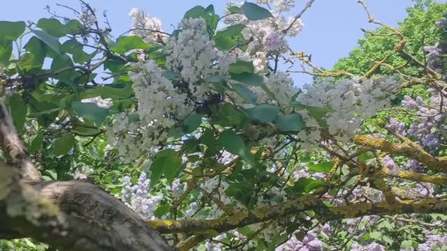 В царстве сирени