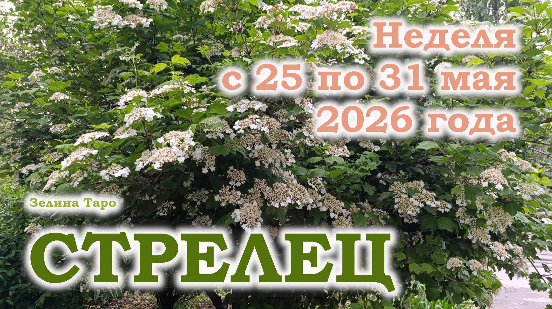 СТРЕЛЕЦ | ТАРО прогноз на неделю с 25 по 31 мая 2026 года