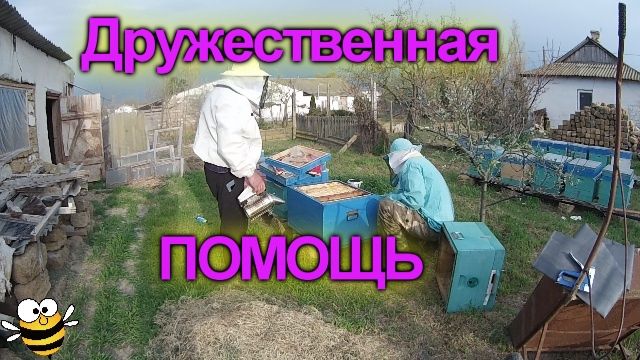 Помощь от пчеловода #bee