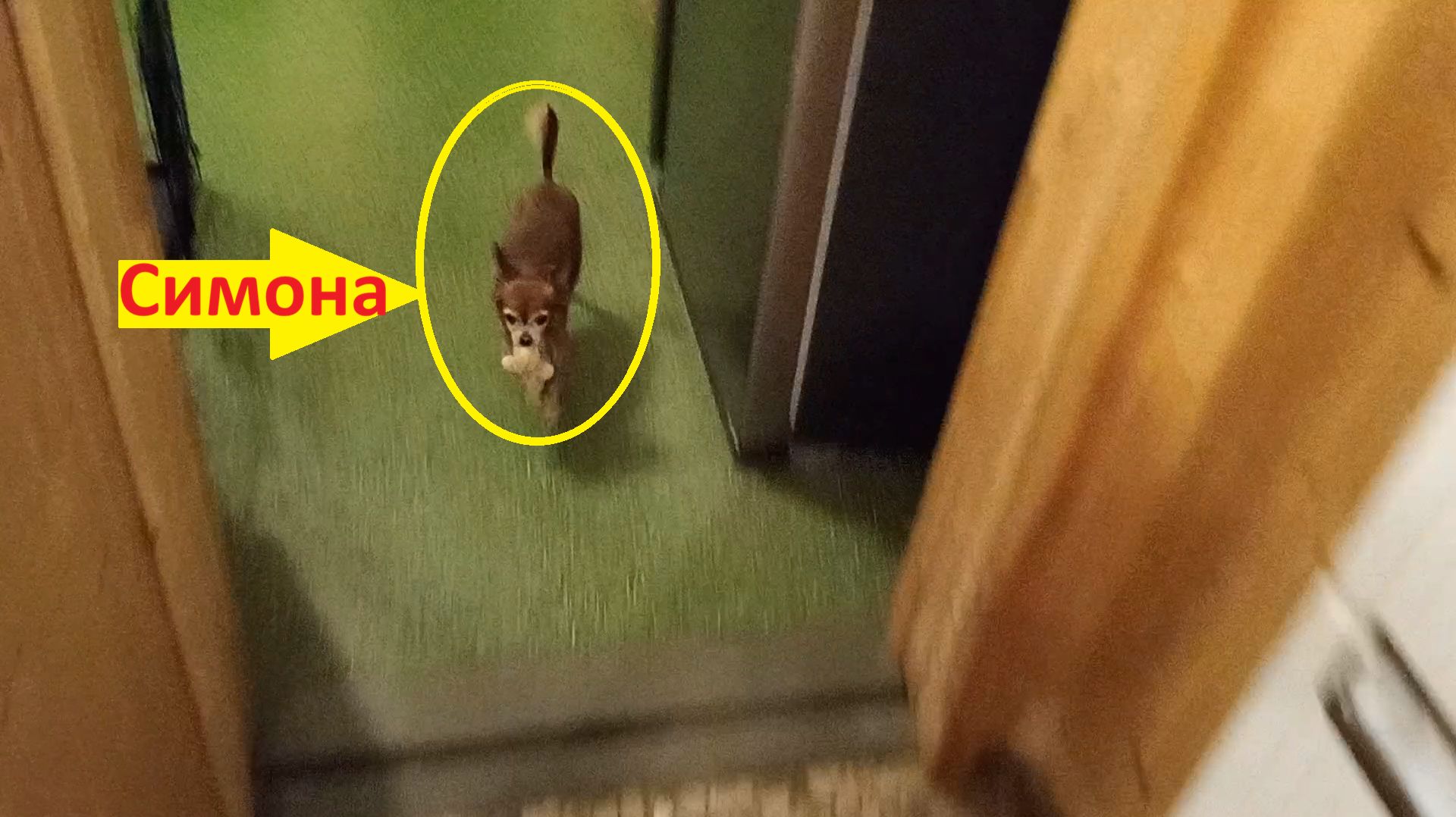 Без любимой игрушки никуда