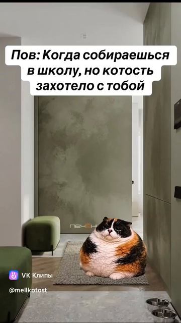 Котость
