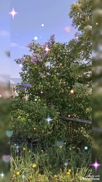 🌸 БЕЛАЯ СИРЕНЬ И СИРЕНЕВАЯ СИРЕНЬ, БУКЕТ ЦВЕТОВ НА ВЕРАНДЕ 🌸 23 МАЯ 2026 г.🌸