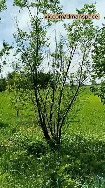 На случай важных переговоров - НеХочи!