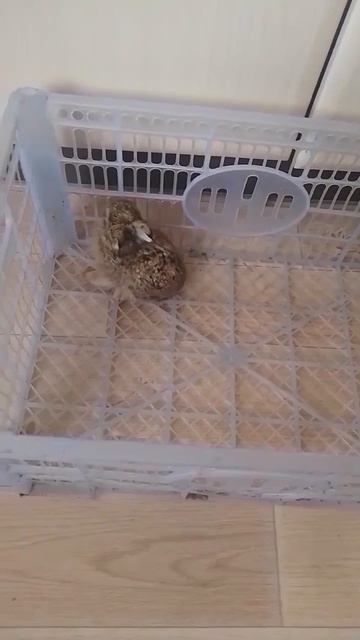 😍🐰 Заветное воскресенье! 🤪