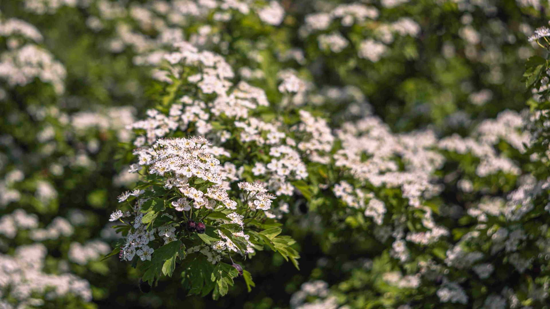 Helios 44-2...