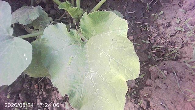Обзор и полив кабачкового растения сорта "Желтоплодный"