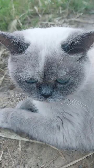 ОТДЫХ ПО-КОШАЧЬИ 😼