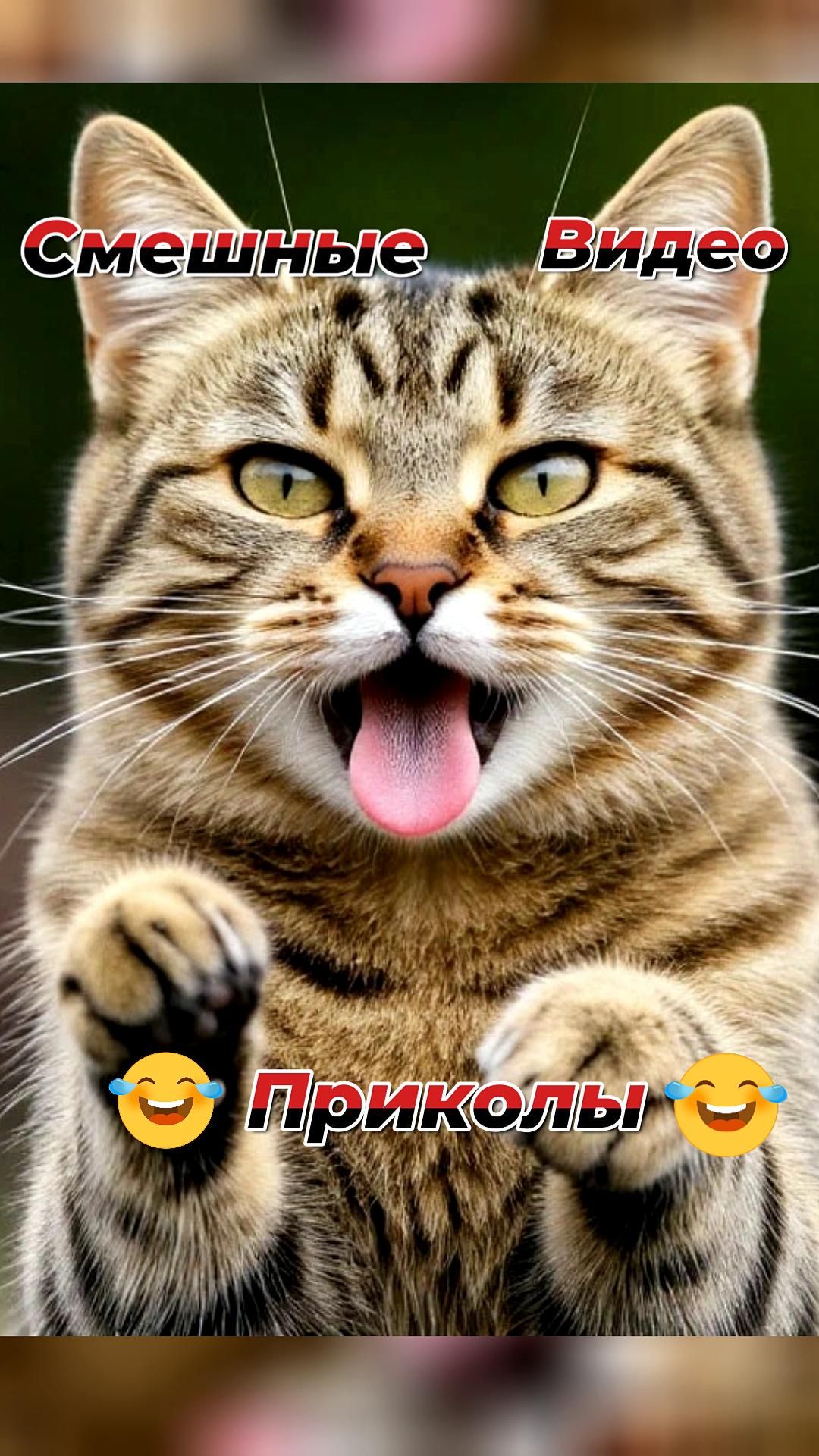 Смешные видео приколы:Коты и собаки