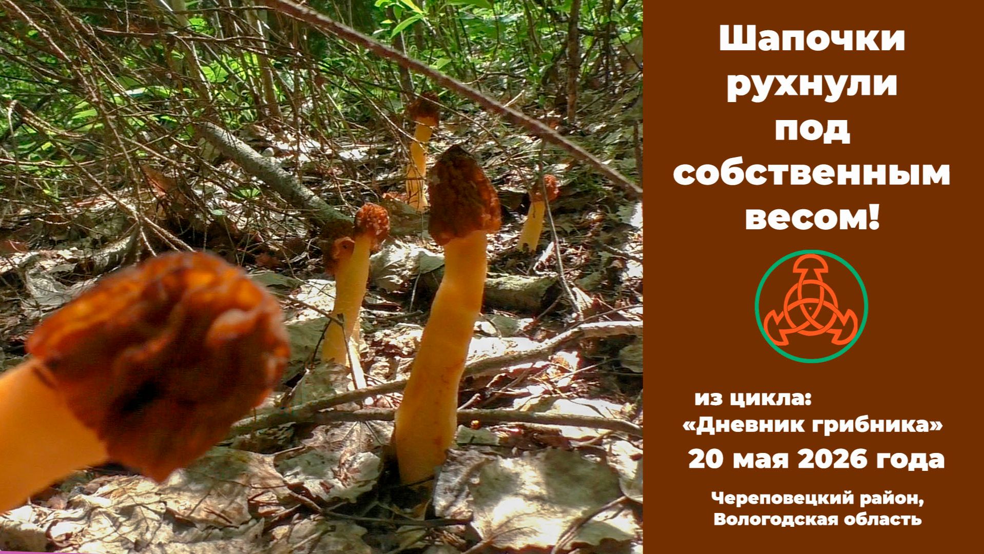 Шапочки рухнули под собственным весом! "Дневник грибника",  20 мая 2026 года