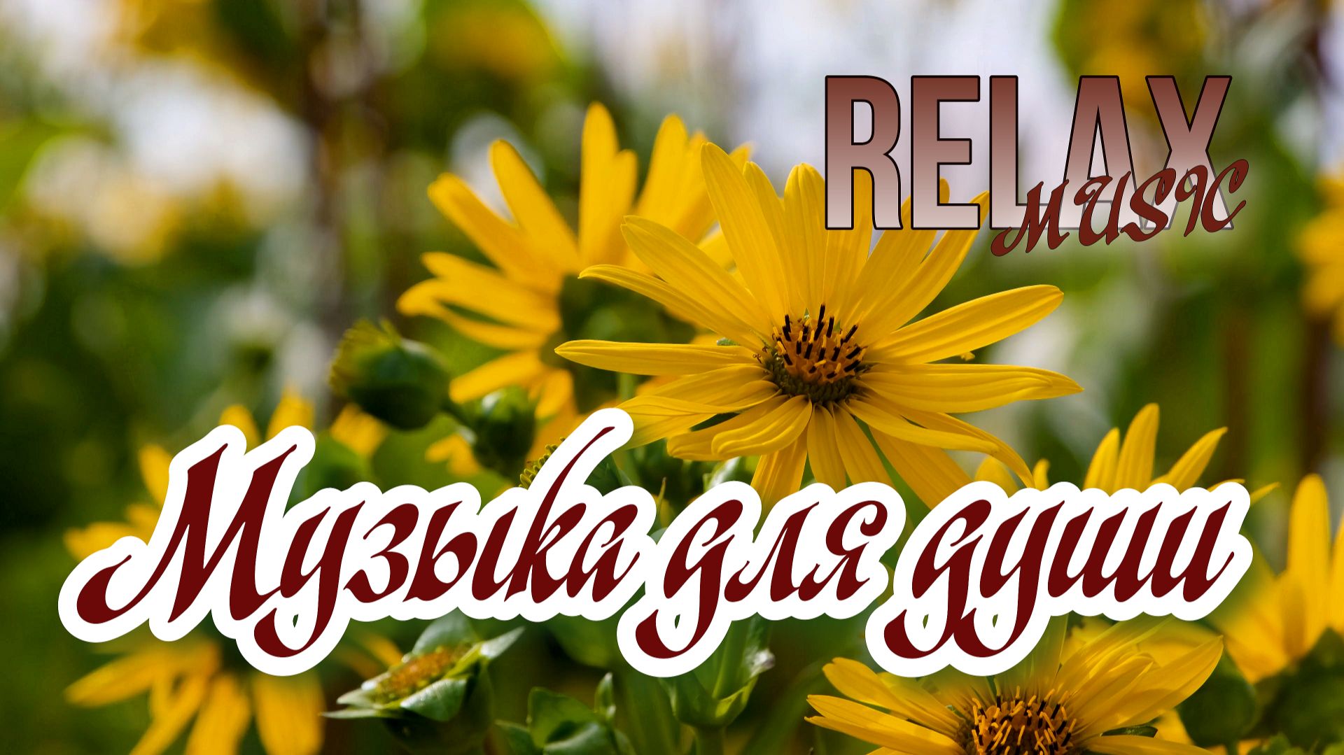🌺RELAX | АНТИСТРЕСС ДЛЯ ДУШИ — КРАСИВАЯ МУЗЫКА, ЦВЕТОЧНОЕ ПОЛЕ И ПЕНИЕ ПТИЦ ДЛЯ СНА И ГАРМОНИИ