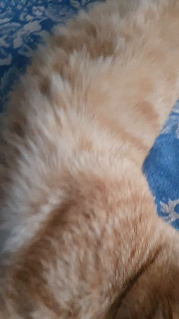РЫЖАЯ КОШЕЧКА
