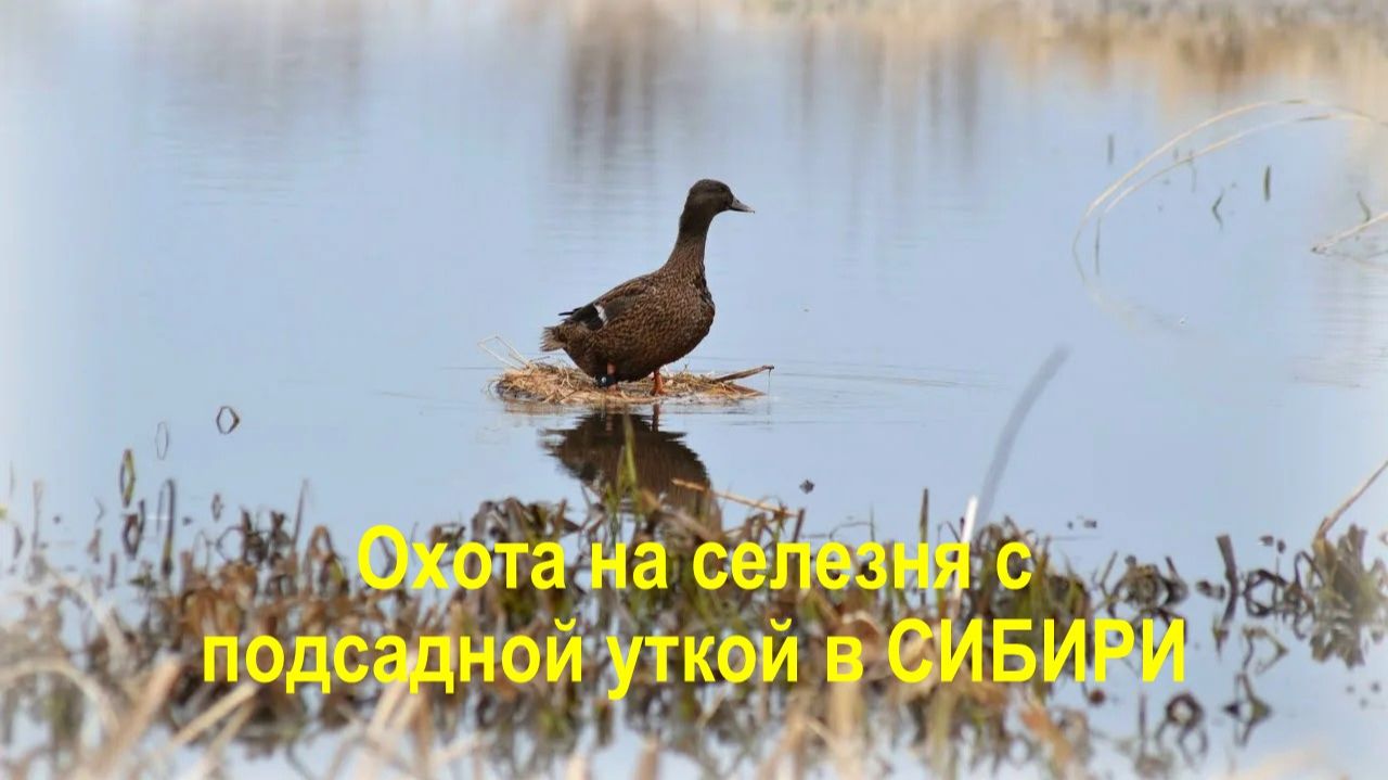 Охота на селезня с подсадной уткой  в СИБИРИ