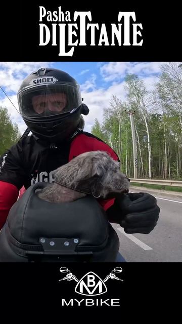 Бокс для догс готов, испытание прошел успешно #shorts