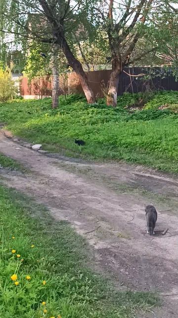 Кошачий дозор