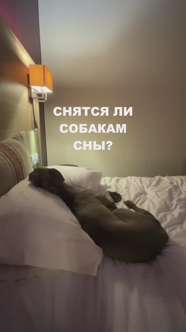 СНЯТСЯ ЛИ СОБАКАМ СНЫ?