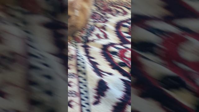 РЫЖИЕ КОТИКИ