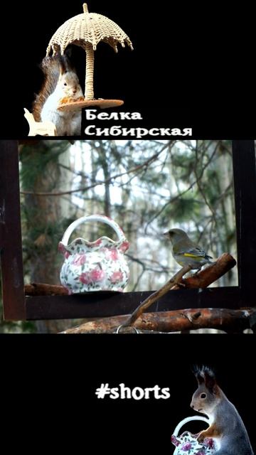 Зеленушка прилетела на кормушку картину