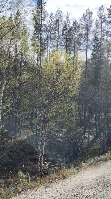 Весна на Севере. Около плотины на р.Пиренга 23-05-2026