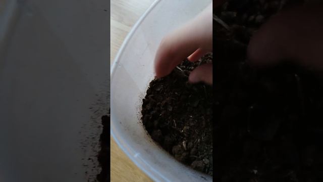 Мои жуки бронзовки.