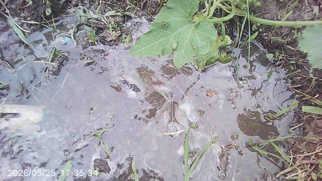 Обзор и полив кабачкового растения январской посадки. Сорт "Чёрный Красавец"