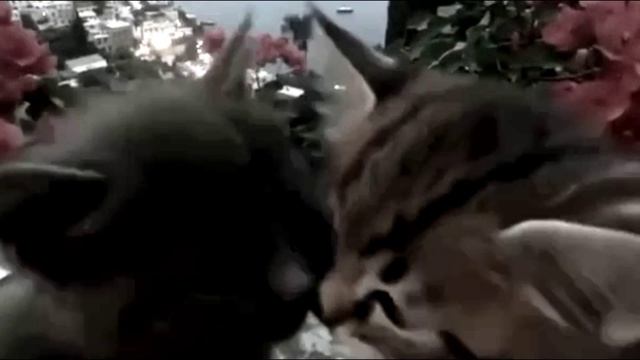 Заставка для видео Два дружных кота № 582