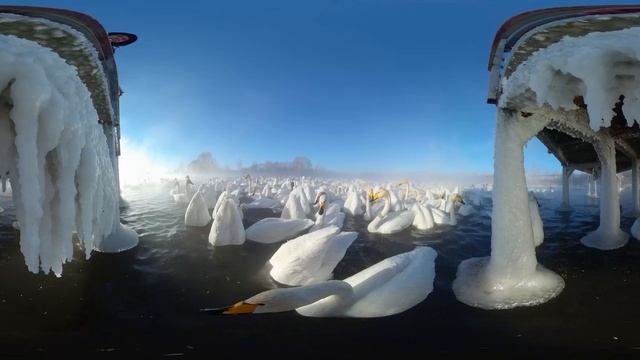 Лебединый заказник в формате 360°