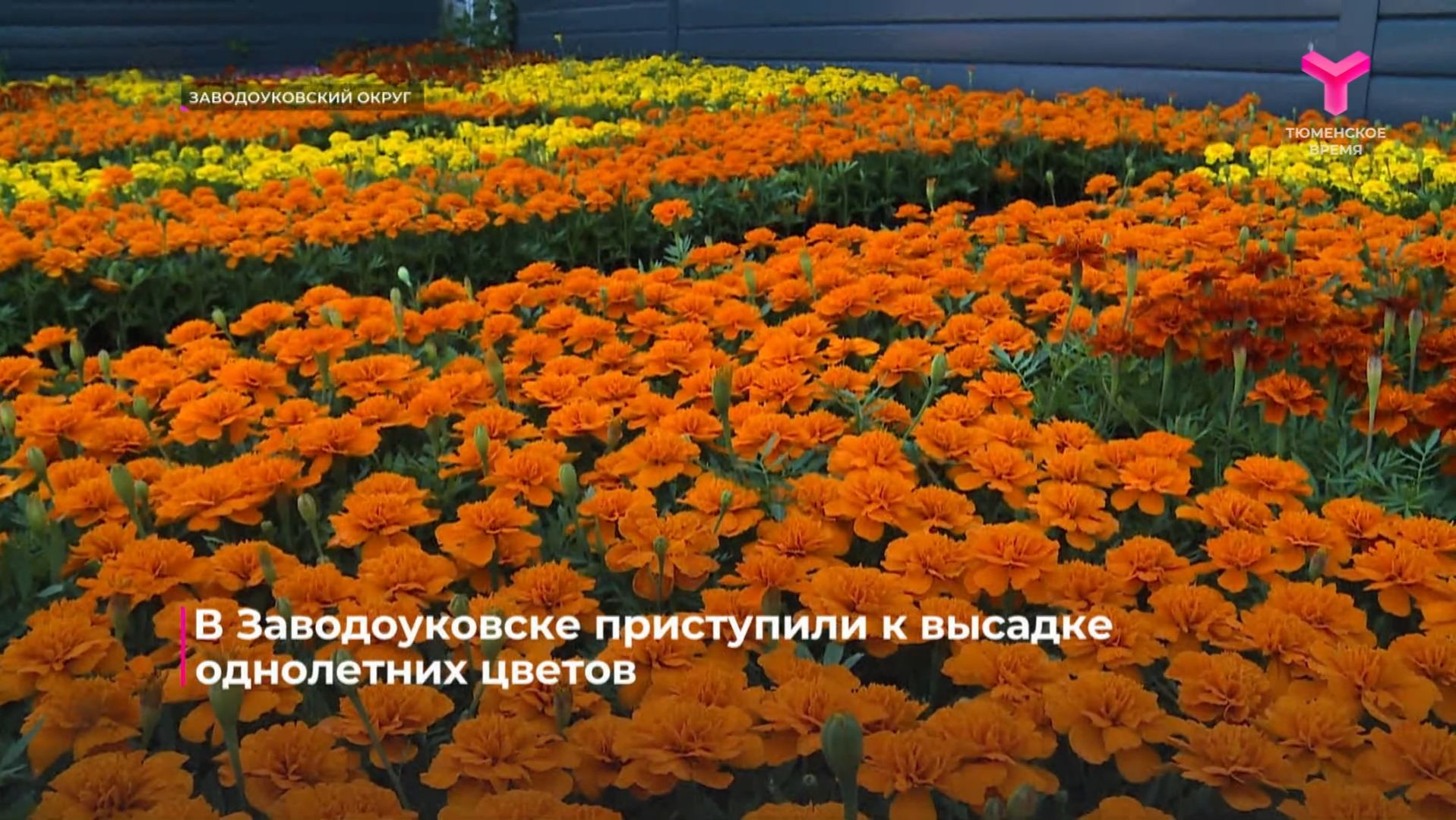 В Заводоуковске приступили к высадке однолетних цветов