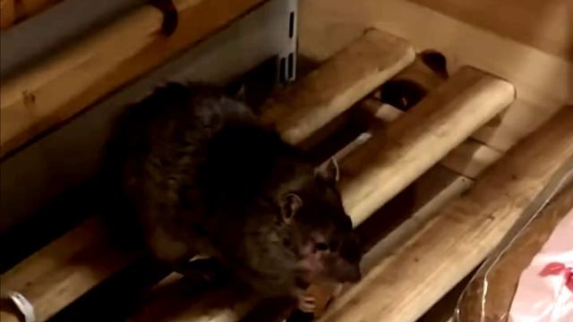 Домашнее животное в булочном отделе магазина