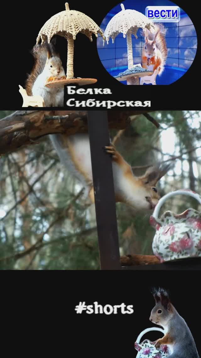 Белка на ветке у кормушек