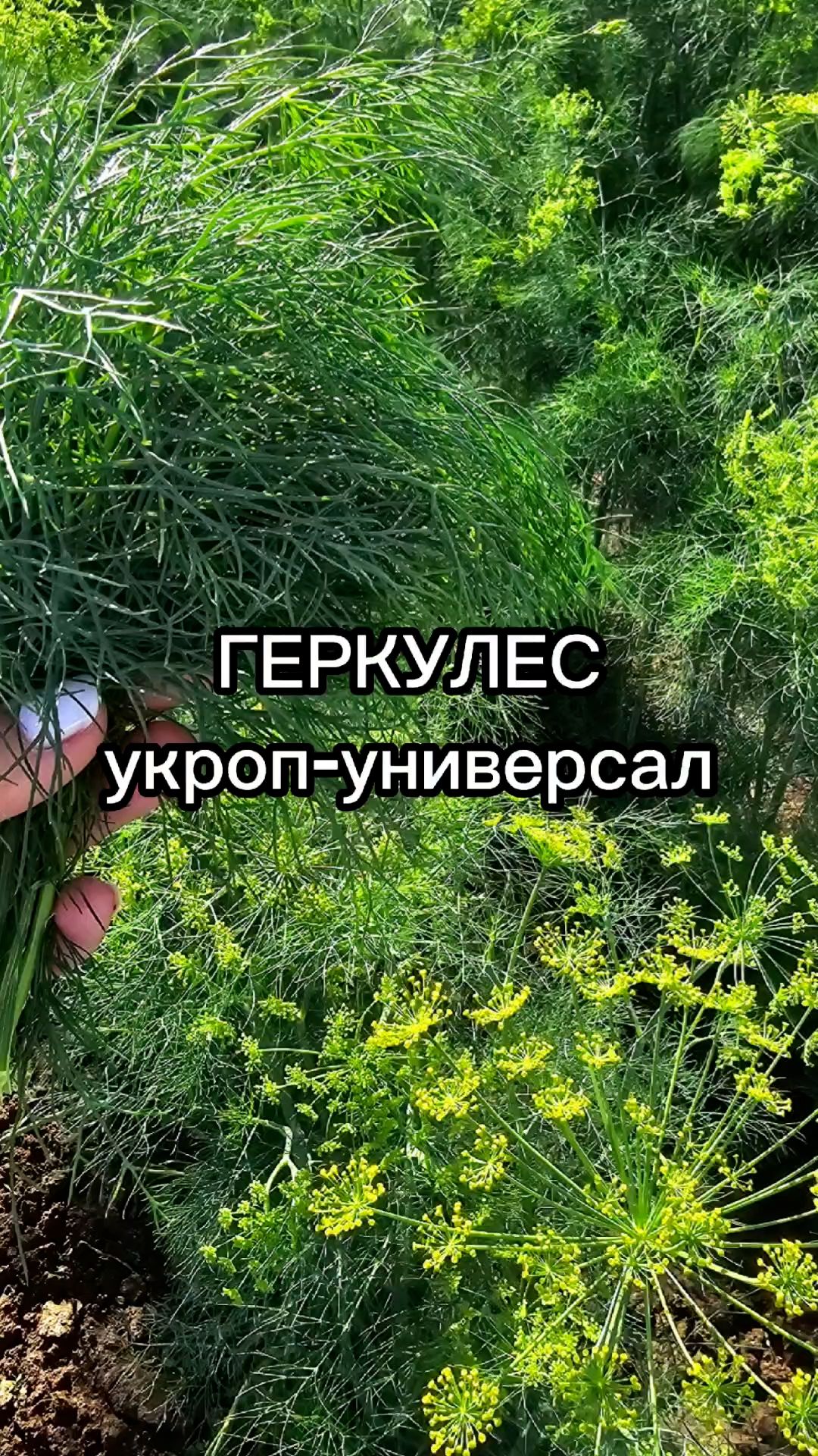 УНИВЕРСАЛЬНЫЙ нежный укроп. Подойдет на все случаи жизни!