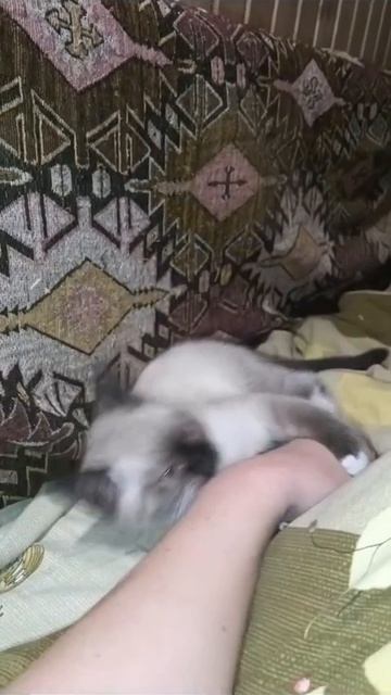 Игра без правил