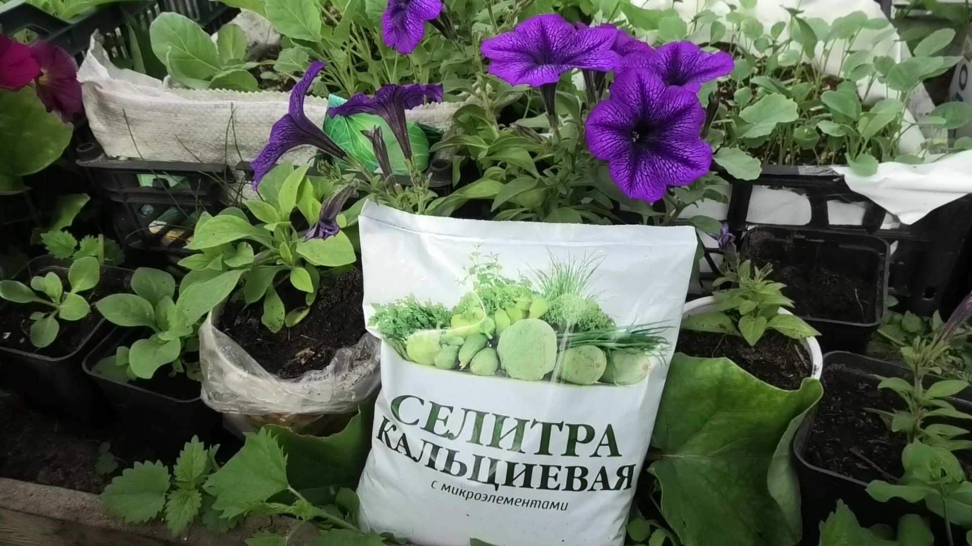 18-25 05 26г нарциссы,кальциевая селитра