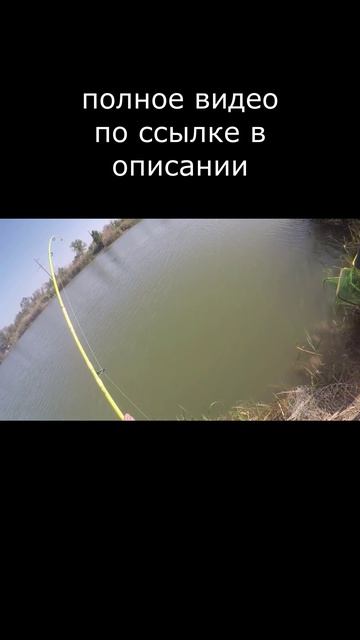 бешеный клёв сазана