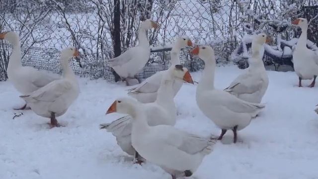 гуси в зиму