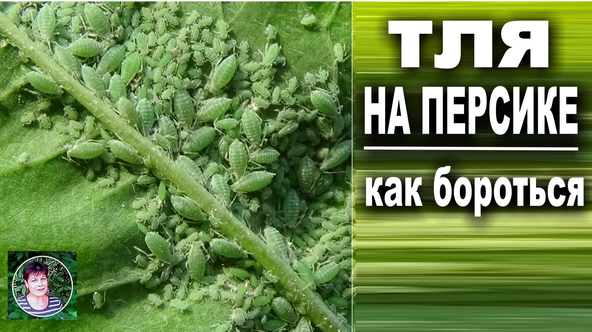 Тля на персике: как избавиться быстро и чем обработать дерево от тли весной и летом