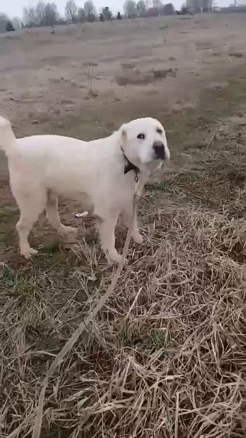 🙏💯🙏 для лечения🩺💊 САО Рича🙏❗Пост в описании 🎥 #dog #собака #алабай #animals #любовь #сао