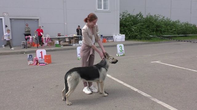 Посадский Страж Зетта