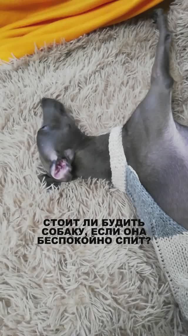 СТОИТ ЛИ БУДИТЬ СОБАКУ?