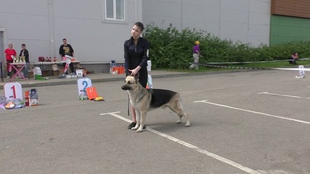 Бойкая Стая Шерстяной Зевс Громовержец