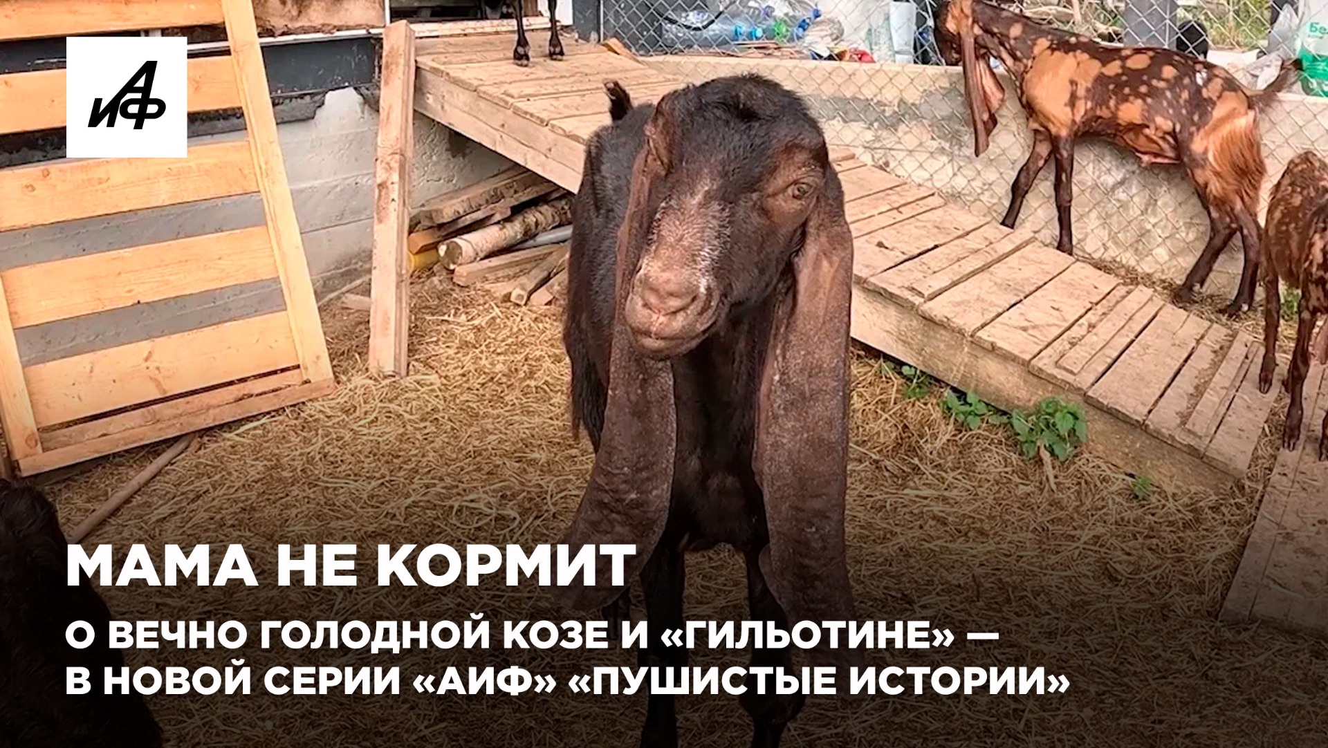 Мама не кормит. О вечно голодной козе и «гильотине» — в новой серии «АиФ» «Пушистые истории»