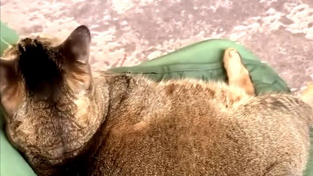 Заставка для видео Спящий кот № 581
