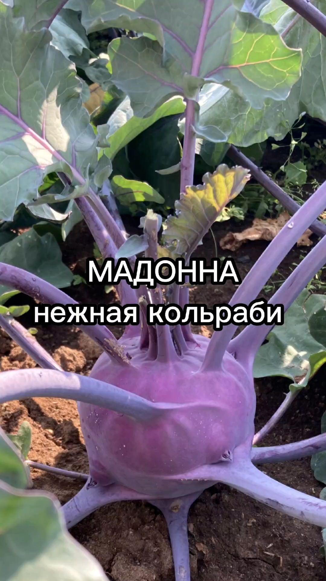 Капуста кольраби Мадонна - чемпион среди капуст по содержанию питательных веществ!