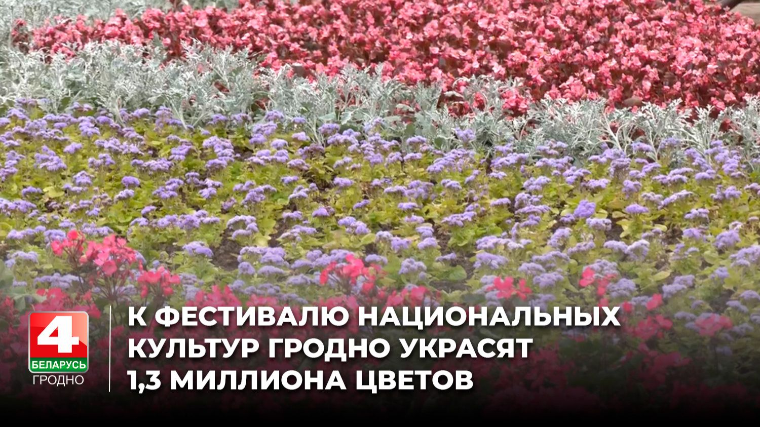 К фестивалю национальных культур Гродно украсят 1,3 миллиона цветов